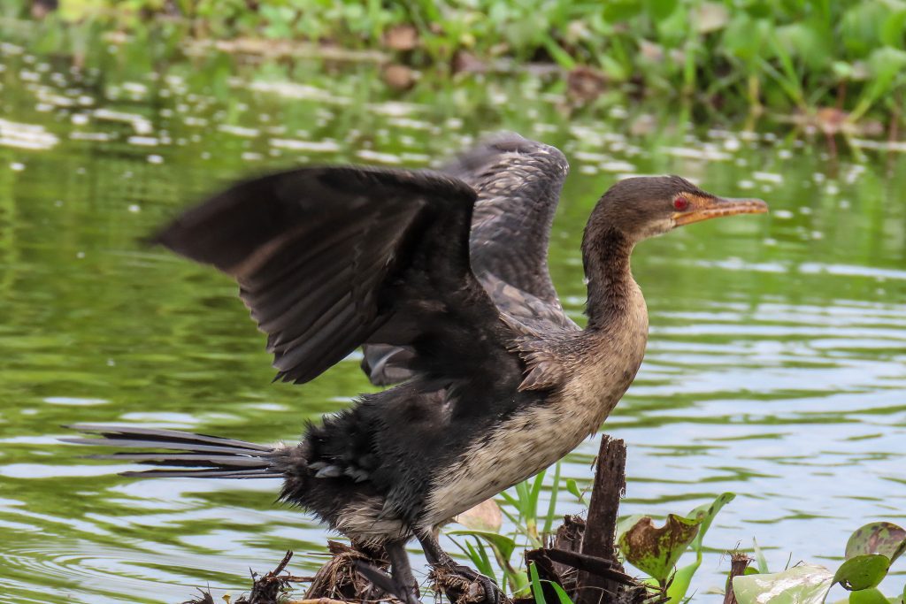Birding in Queen Elizabeth National Park, longest bird list